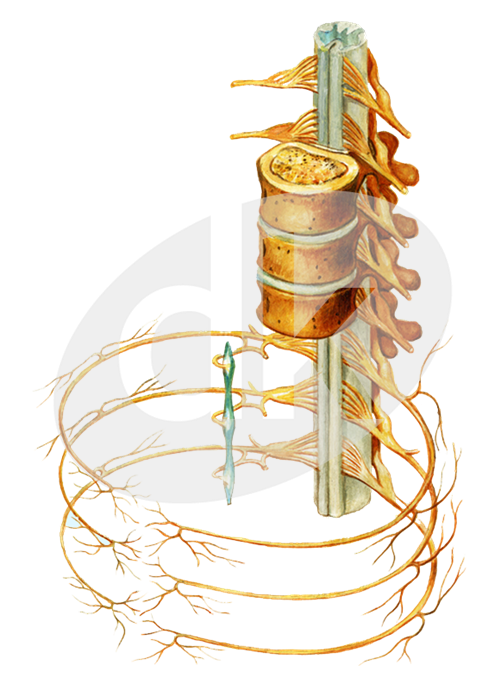 Miecha | datakabinet.sk