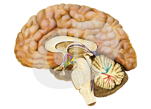 Mozog - rez | datakabinet.sk