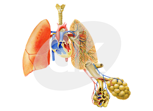 Pľúca, srdce, alveoly | datakabinet.sk