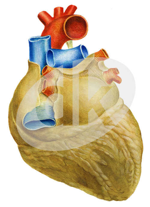 Srdce | datakabinet.sk