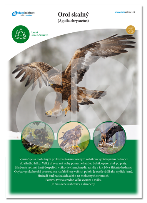 Orol skalný (Aguila chrysaetos) | datakabinet.sk