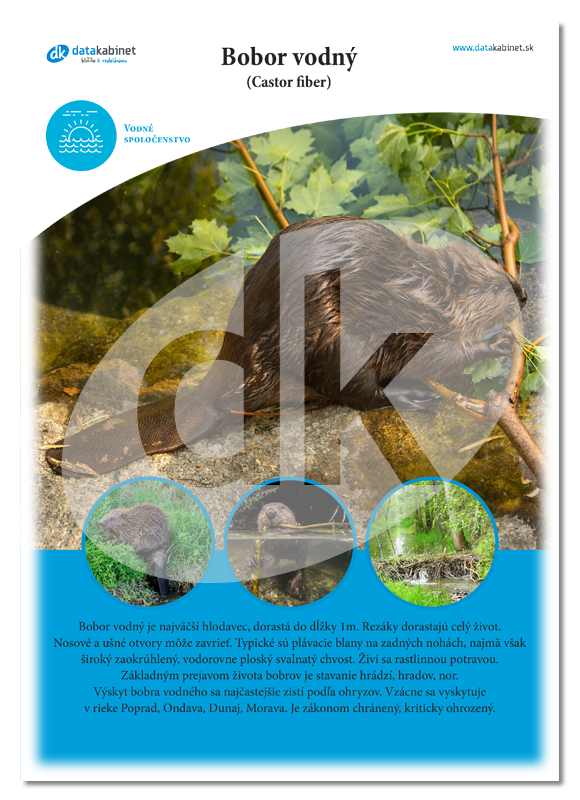 Bobor vodný (Castor fiber) | datakabinet.sk