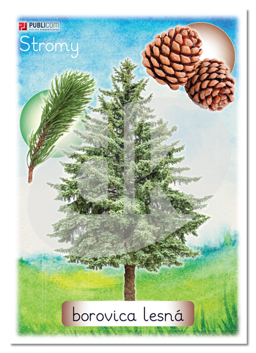 Borovica lesná | datakabinet.sk