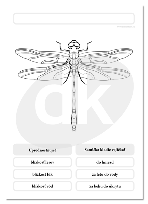 Vážka ploská (Libellula depressa) | datakabinet.sk