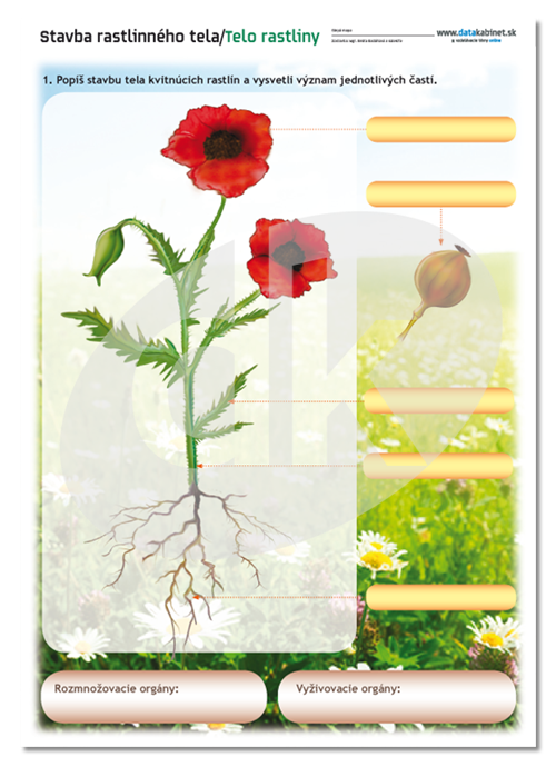 Stavba rastlinného tela/Telo rastliny | datakabinet.sk