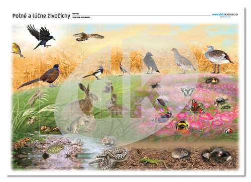 Poľné a lúčne živočíchy | datakabinet.sk