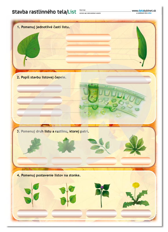 Stavba rastlinného tela/List | datakabinet.sk