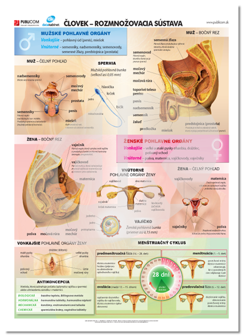 Človek - Rozmnožovacia sústava | datakabinet.sk
