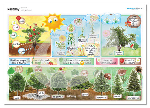 Rastliny | datakabinet.sk