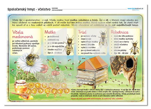 Spoločenský hmyz - včelstvo | datakabinet.sk
