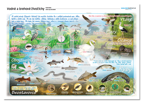 Vodné a brehové živočíchy | datakabinet.sk