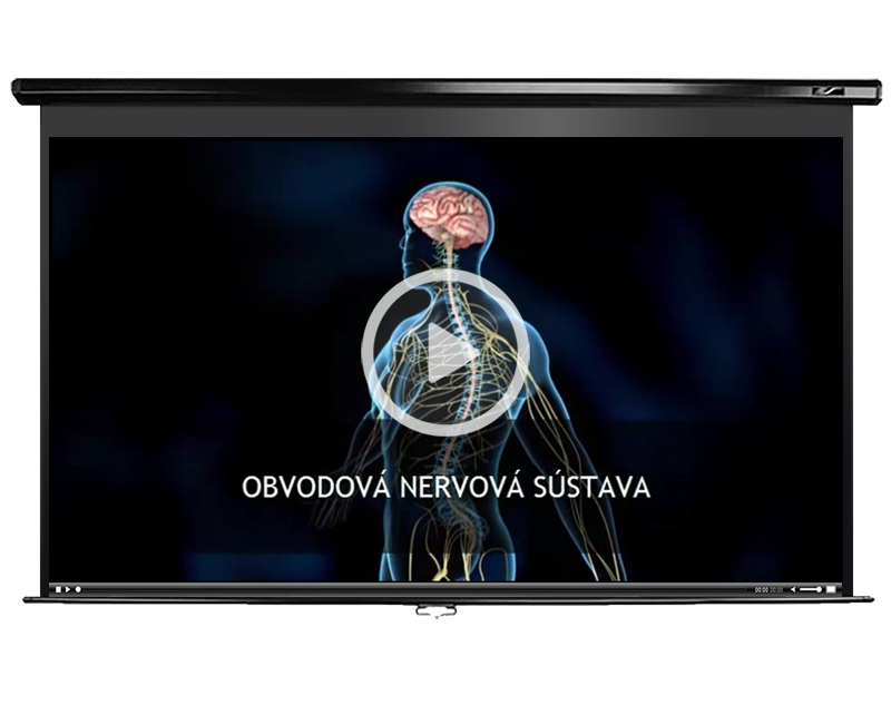 Obvodová nervová sústava | datakabinet.sk